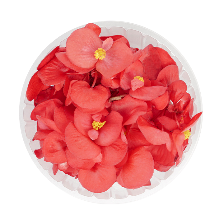 Begonia (Edible Flowers) – Pedro Farms